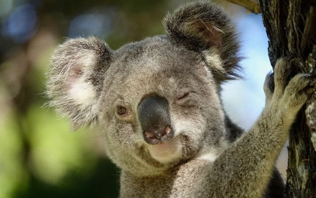 “Coala” ou “koala”: qual é o certo?